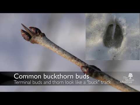 How to identify common buckthorn (Rhamnus cathartica)