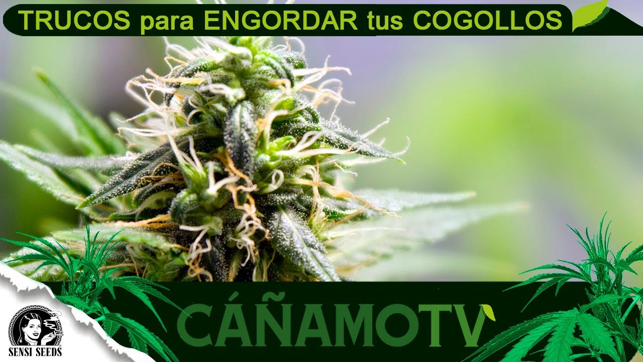 CONSEJOS para ENGORDAR tus FLORES de CANNABIS