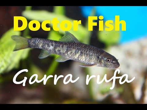 Garra Rufa Fish - Wholesale Price & Mandi Rate for Doctor Fish