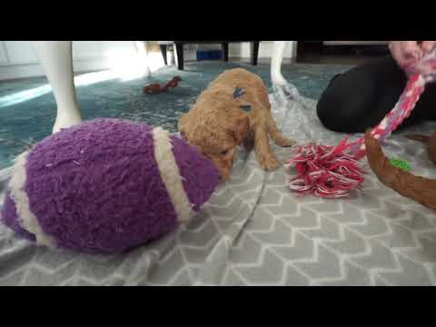 Scarlett & Dakota's Red Mini Australian Labradoodles #1