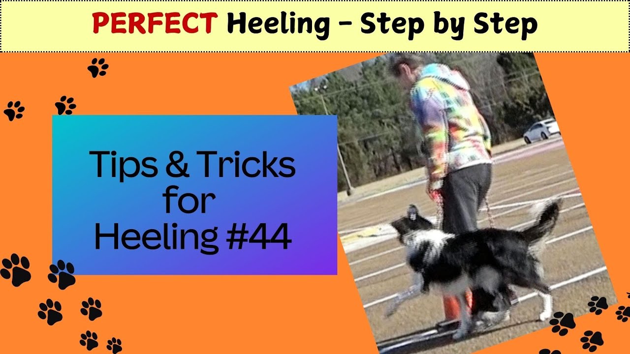 Heeling Tips & Tricks #44 Teaching the Figure 8 - Teaching & Building ...
