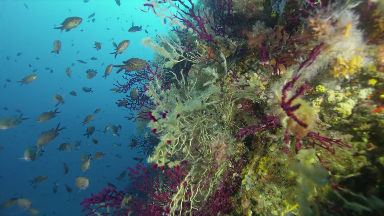 Canicule : le réchauffement de la mer Méditerranée menace sa faune et ...