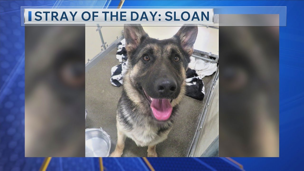 Here's The Stray Of The Day: Meet Sloan! 4/16/26