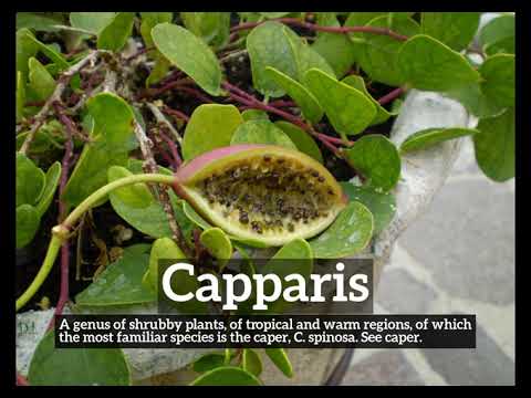 What is Capparis? | How Does Capparis Look? | How to Say Capparis in English?