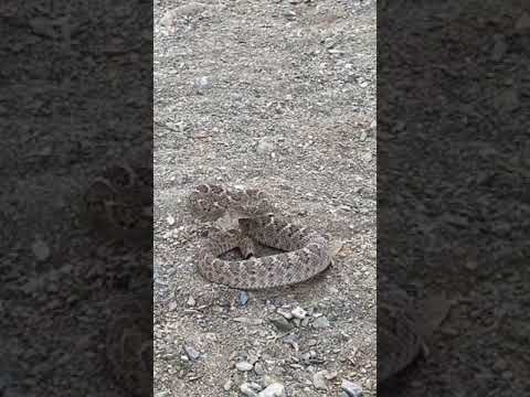 How far can a rattlesnake strike? #shorts