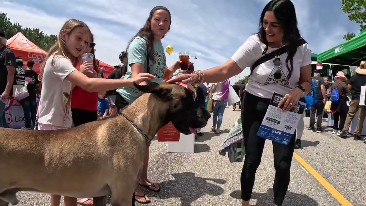 Great Dane Oliver at the Simi Valley Spring Street Fair 2026 (2 of 8)