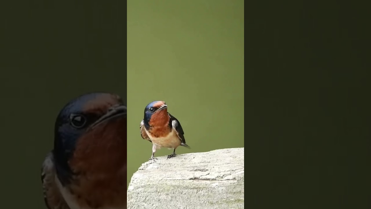 Barn Swallow | Bird Song