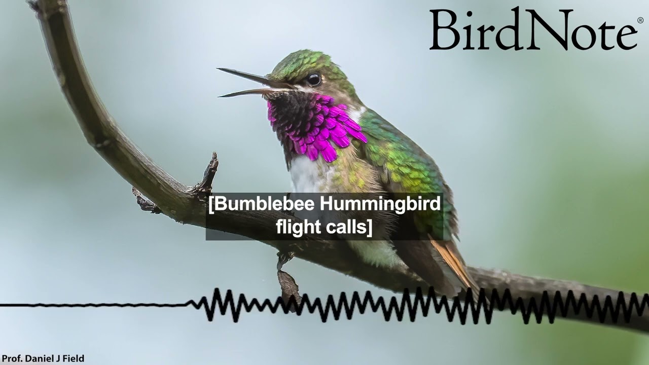 Bumblebee Hummingbird: The Mexican Buzzer