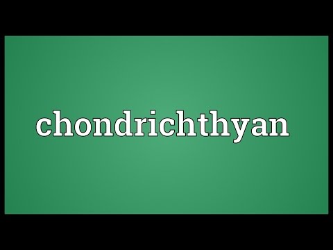 Chondrichthyan Meaning