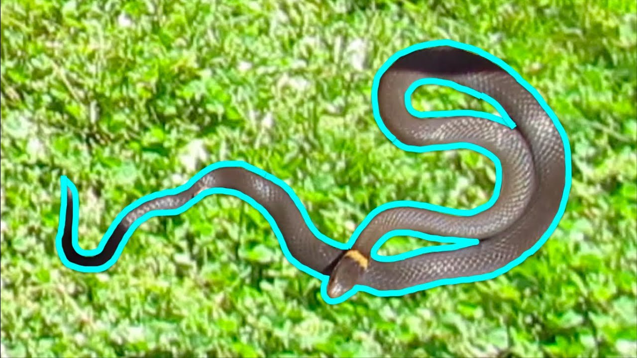 Learn about the Ringneck Snake!