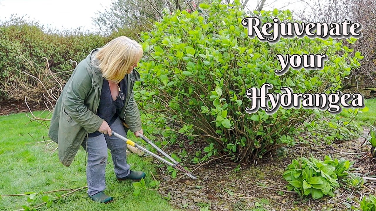 Fixing Hydrangeas that are Congested, Flopping & Overgrown with Rejuvenative Pruning