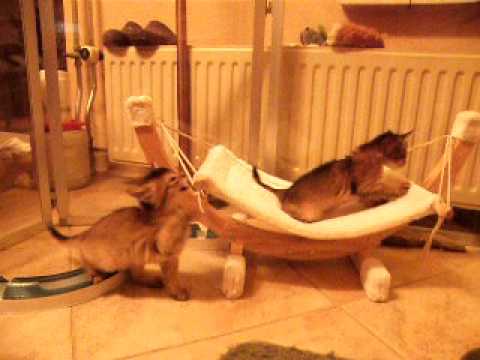 Cattery Ferox, aims to breed wonderfull Somali's