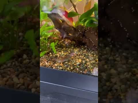 Predators for Culling - Fish Breeding - C.A.R.E.