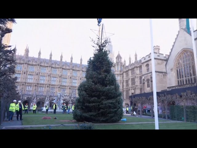 "Does it look quite dead?" - Trafalgar Square Christmas Tree's appearance mocked after ...