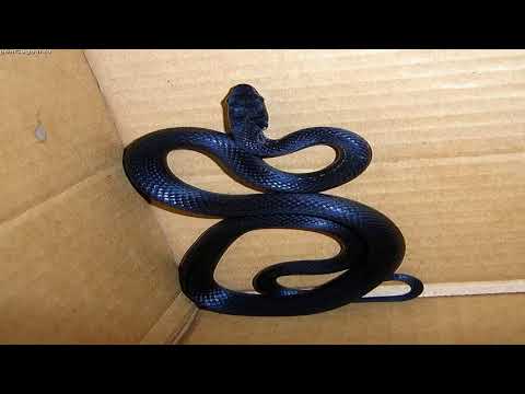 The Meaning of black snake in Your Dream