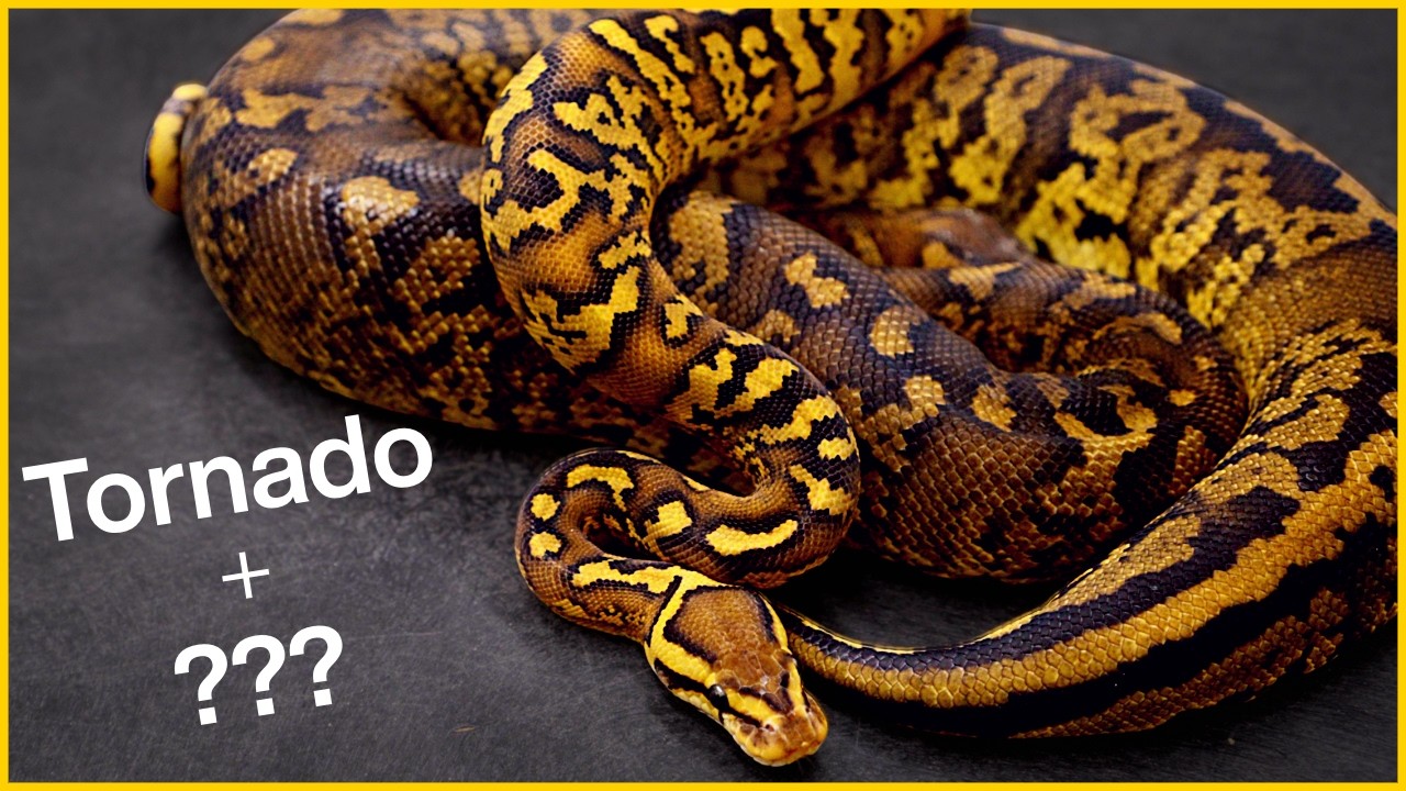 New Tornado Ball Python…. We think?!