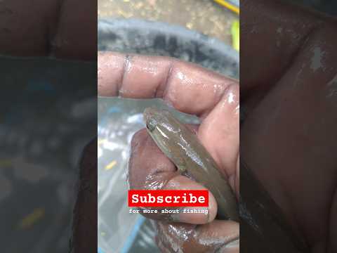 caught a baby snakehead at dried pond/ emperor snakehead baby's / peacock snakehead