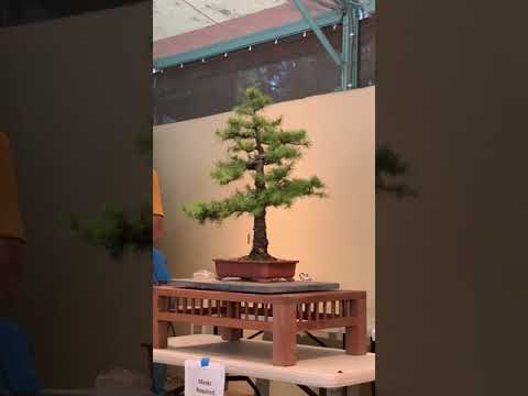 PSBA bonsai live auction 2021, Item 16: Japanese Larch