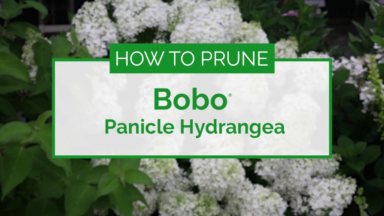 How to Prune Bobo® Hydrangea
