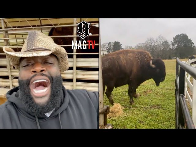 Where does Rick Ross live? Rapper gifted two giant buffaloes for his ...