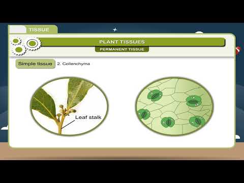 Plant Tissue Video Lecture - Crash Course for CTET Preparation (English ...