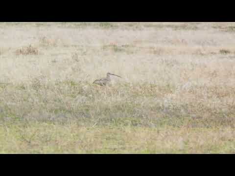Saving the Great Indian Bustard: A Conservation Story #beautiful #the #life #english #viral