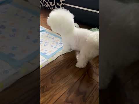 Naughty puppy who doesn’t obey his mother #shorts #bichonfrise #cutedog #shortvideo #puppy #dog