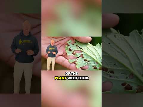 What Do Stink Bugs Eat?
