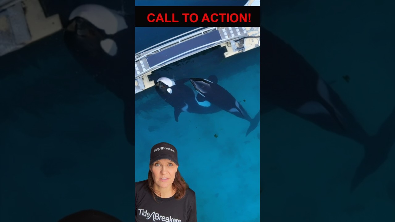 Help Us Save Wikie & Keijo - Two Beautiful Orcas