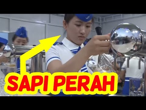 Sapi Perah Kim Jong Un! Begini 9 Potret Miris Wanita di Korea Utara | North Korea News