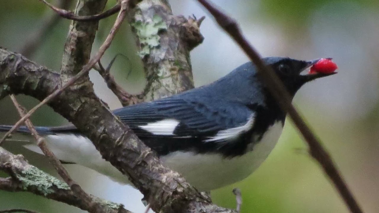 Black-throated Blue Warbler Bird Song Video: Nature Sound Effects