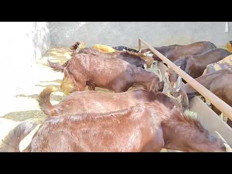 Goat Meat - Wholesale Price & Mandi Rate for Mutton in India
