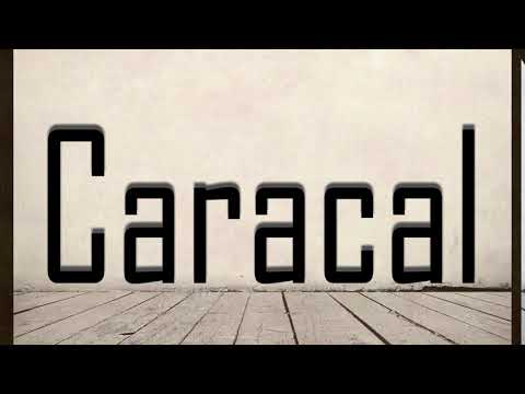 How to Pronounce Caracal