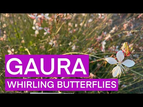 Added Gaura, ‘Whirling Butterflies’, to our yard. PNW zone 8b Oregon. #gaura #gardening #perennial