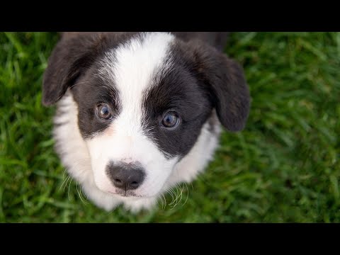 Breeding Cardigan Welsh Corgis: A Guide