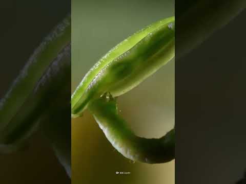 These Exploding Plants Will Blow Your Mind #Shorts