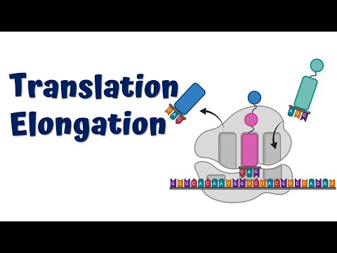 Elongation of Translation (mRNA to Protein)