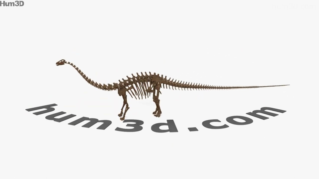 Brontosaurus Skeleton 3D model by 3DModels.org