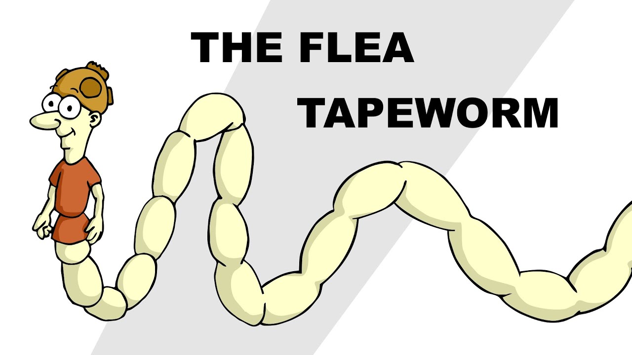 The Flea Tapeworm (Dipylidium caninum) - Plain and Simple