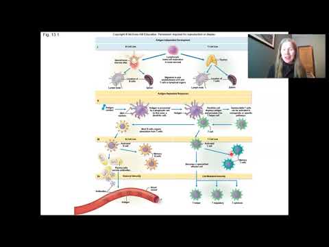 Microbiology Chap 13 Immune system