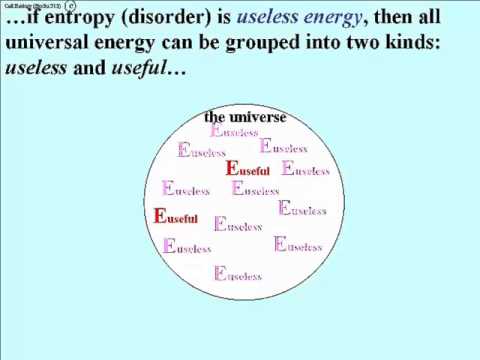 Bioenergetics Part 1