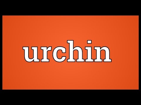 Urchin Meaning