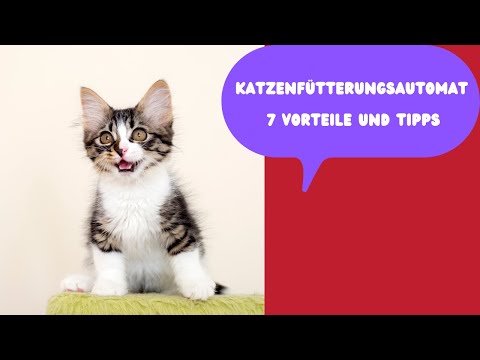 Katzenfütterungsautomat - 7 Vorteile und Tipps | Katzenfutterautomat