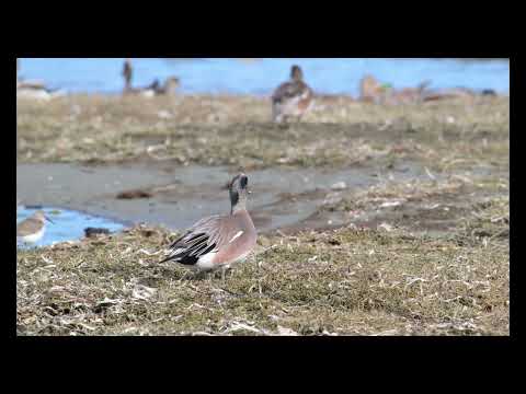 Testing Resolve Beta 4 8K upload to 4K Youtube - Resolve Beta 4 RTX 2x Ultra Zoom - Nikon Z8