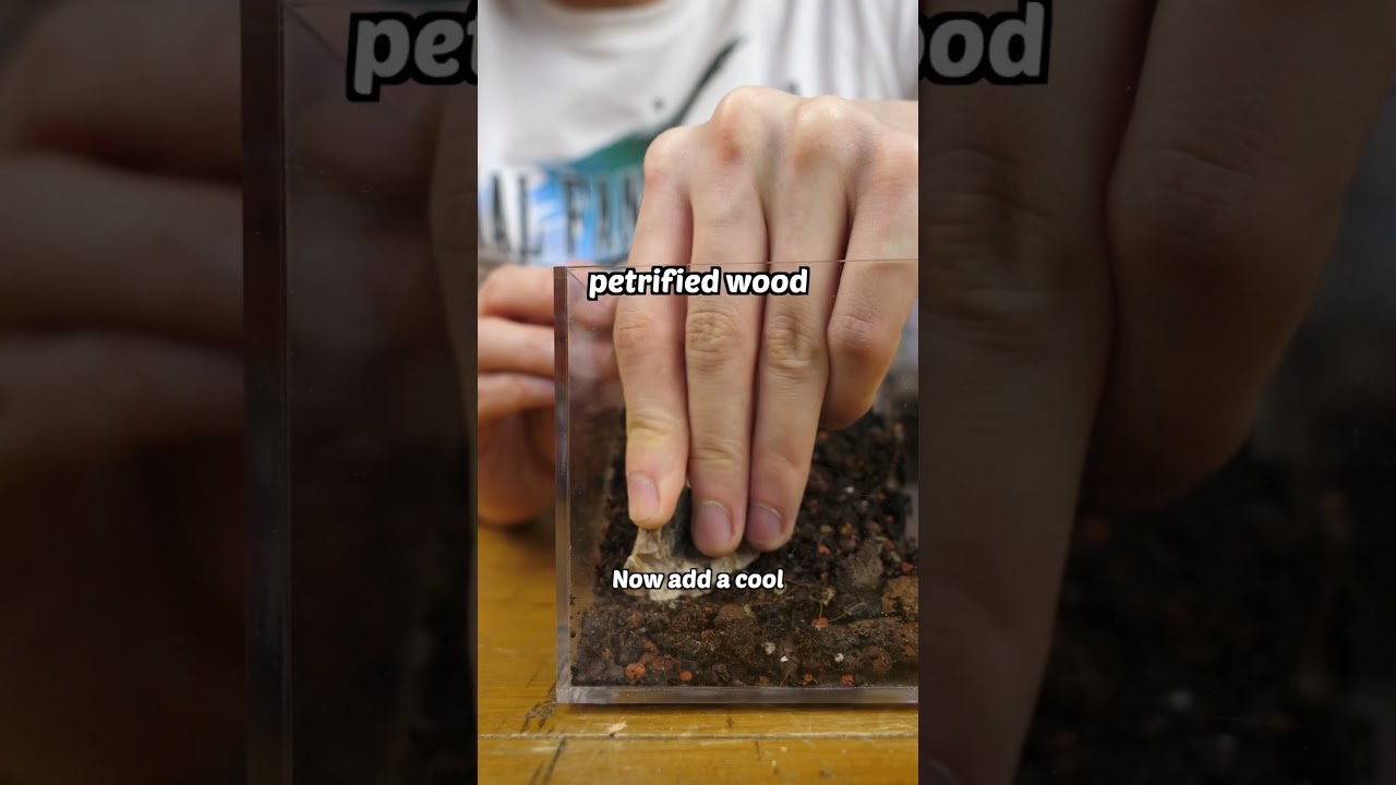a beginners guide to making a terrarium