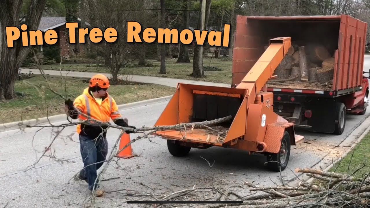 Pine Tree Removal [ Ground Crew in Action ]