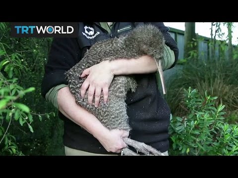 New Zealand Predators: New plan underway to make country predator free