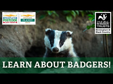 Learn About Badgers!