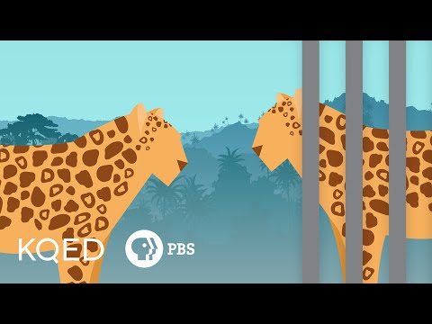 Above The Noise - Should Zoos Exist…: English ESL video lessons