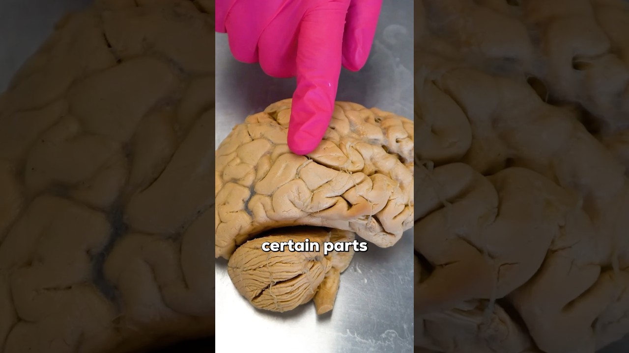 What Stress Does to Your Brain & Hormones